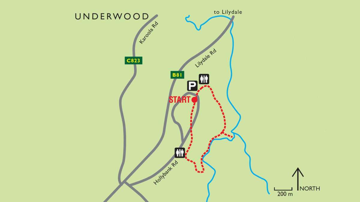 Hollybank Forest Walk, Hike & Trek - Hollybank Forest Reserve, TAS