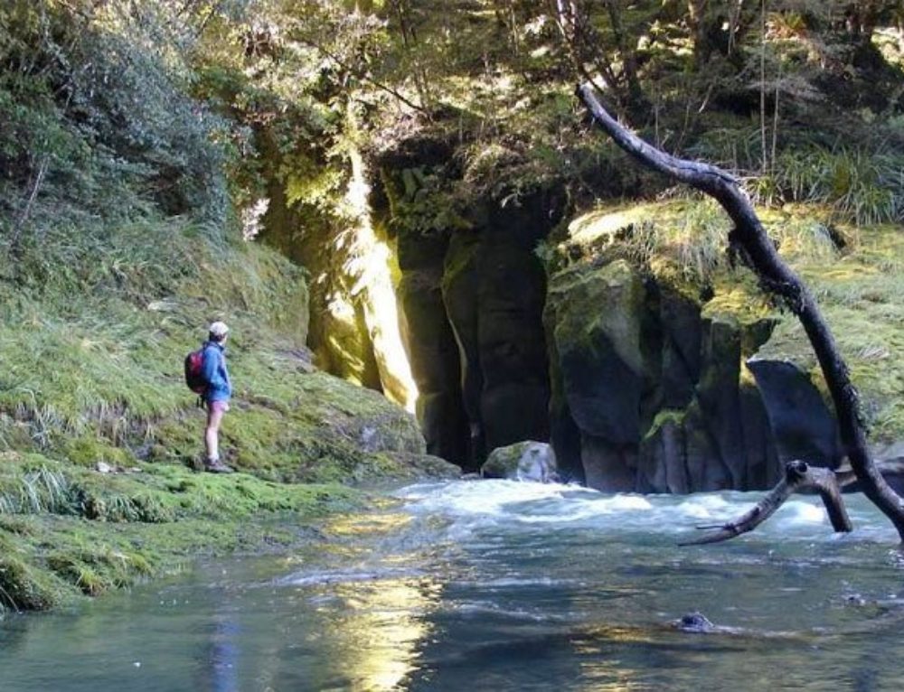 Pureora Forest Park in the Waikato Region, North Island New Zealand