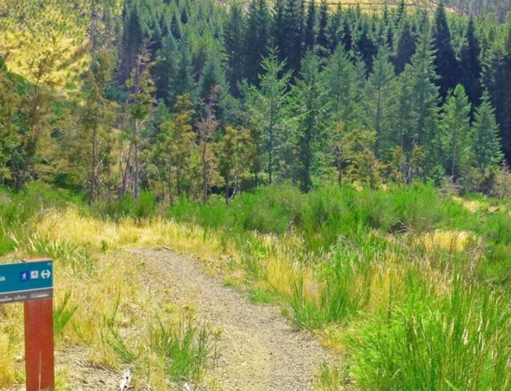 Pureora Forest Park in the Waikato Region, North Island New Zealand